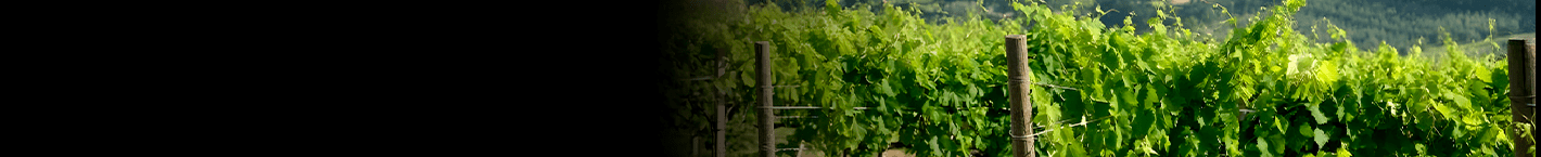 Castello di Lozzolo – Vinsel Vinhos